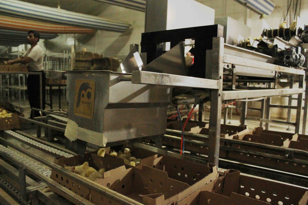 This machine is used during the transfer of fertilized eggs from the ...